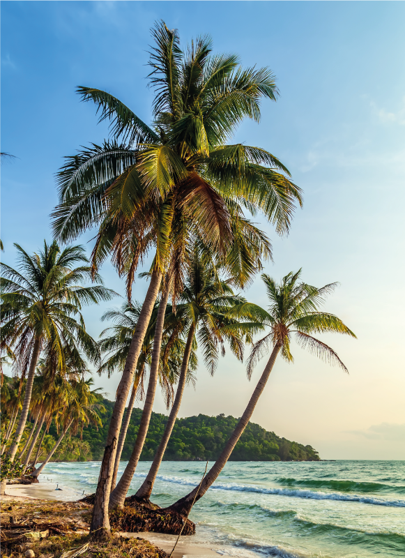 Palmbomen op het strand raambekleding badkamer