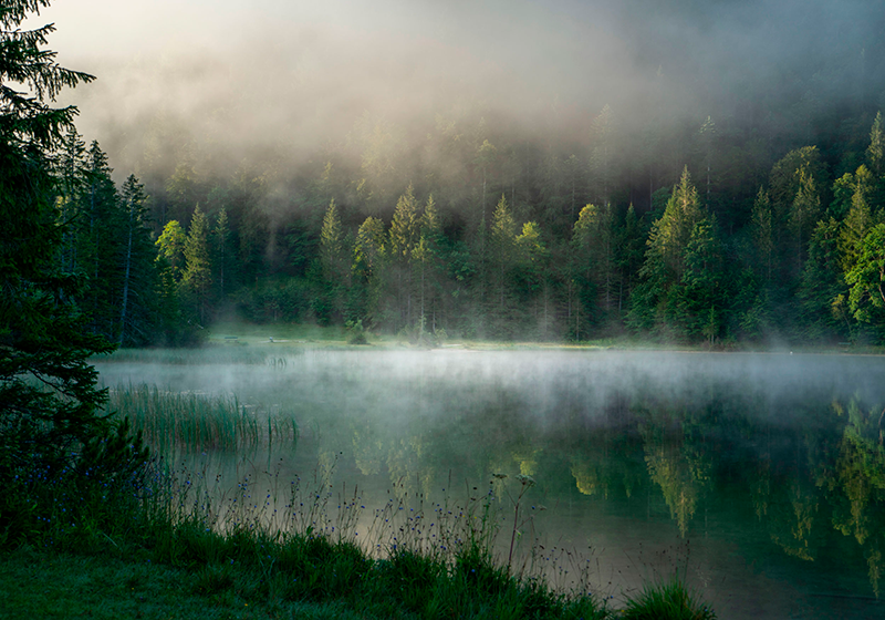 Misty Forest Reflection tree roller blind