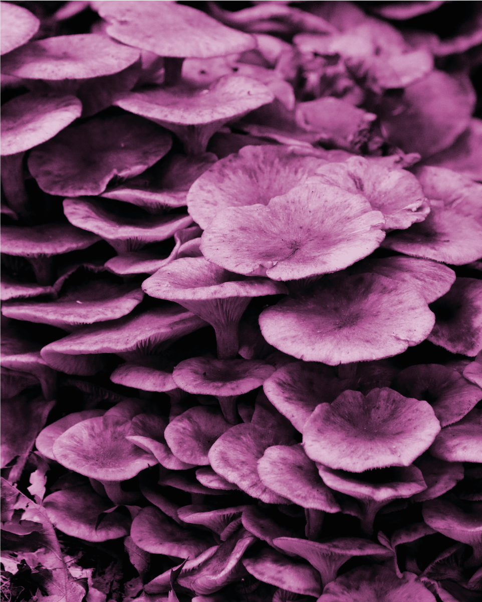 Vibrant Floral Layers flowers and plant blind