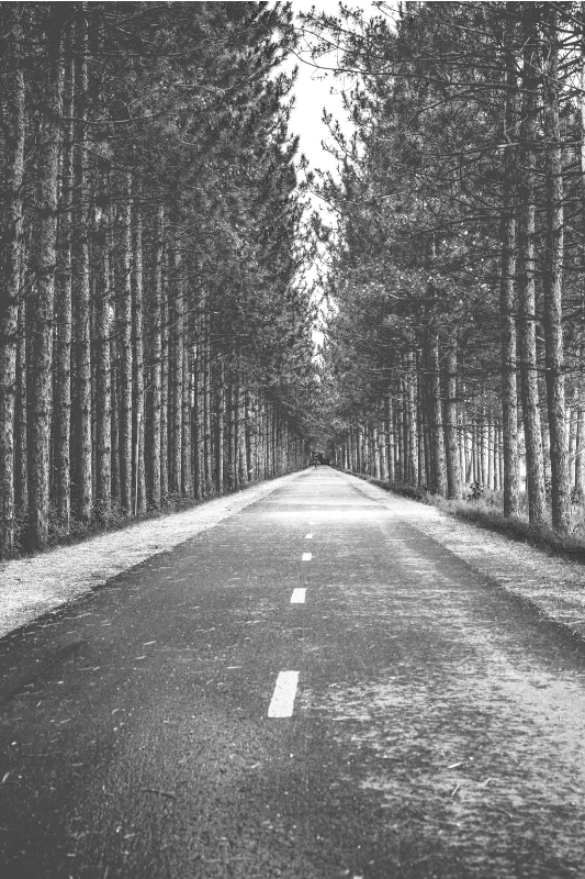 Serene forest path roller blind