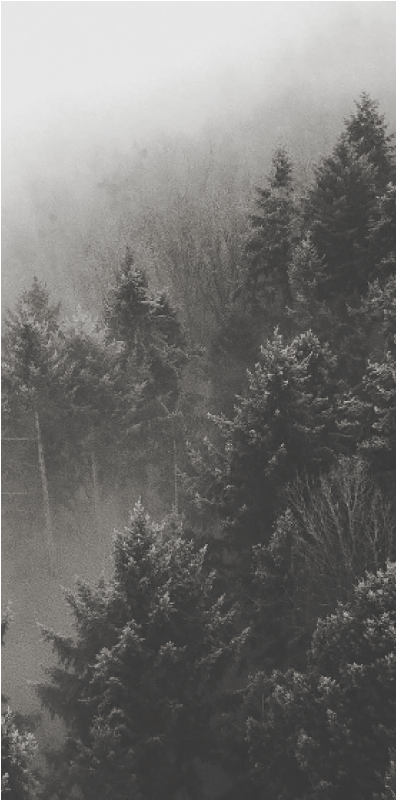 Grey forest silhouette tree roller blind