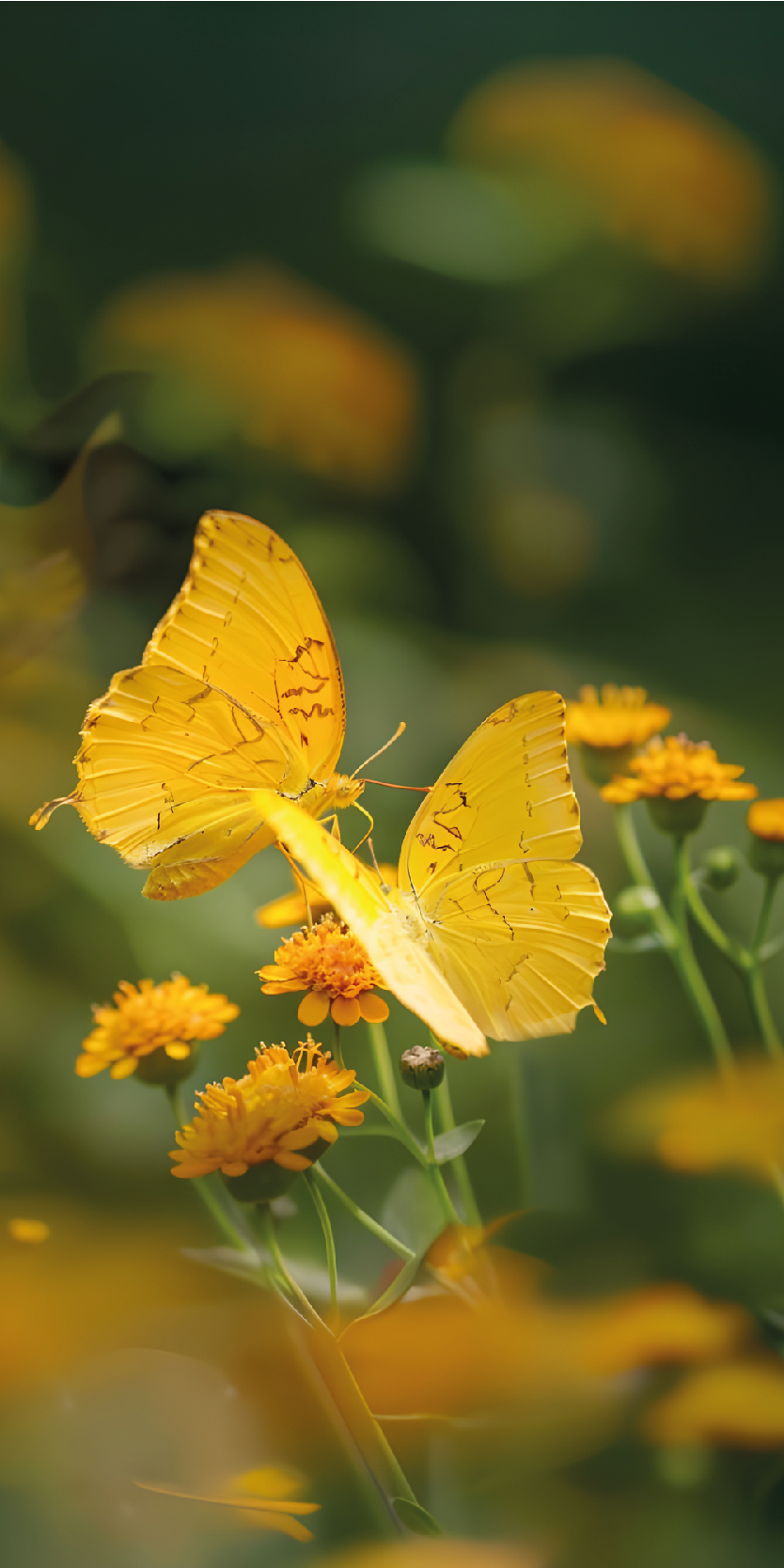 Realistic yellow wings Butterflies blind