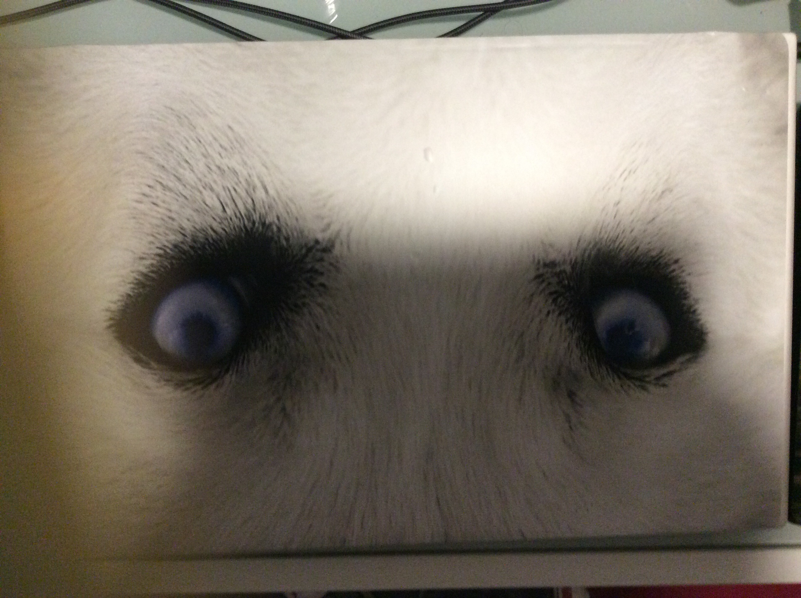 Wolf eyes laptop sticker - Tenstickers