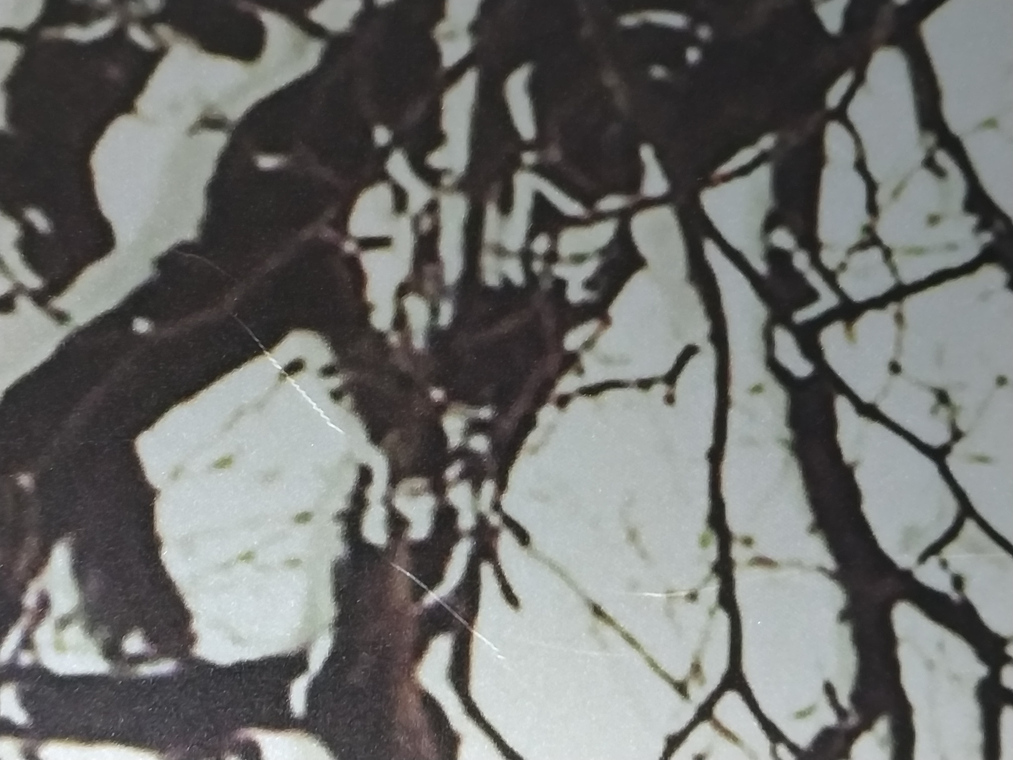 Ramuri de copac autocolant de duș - TenStickers