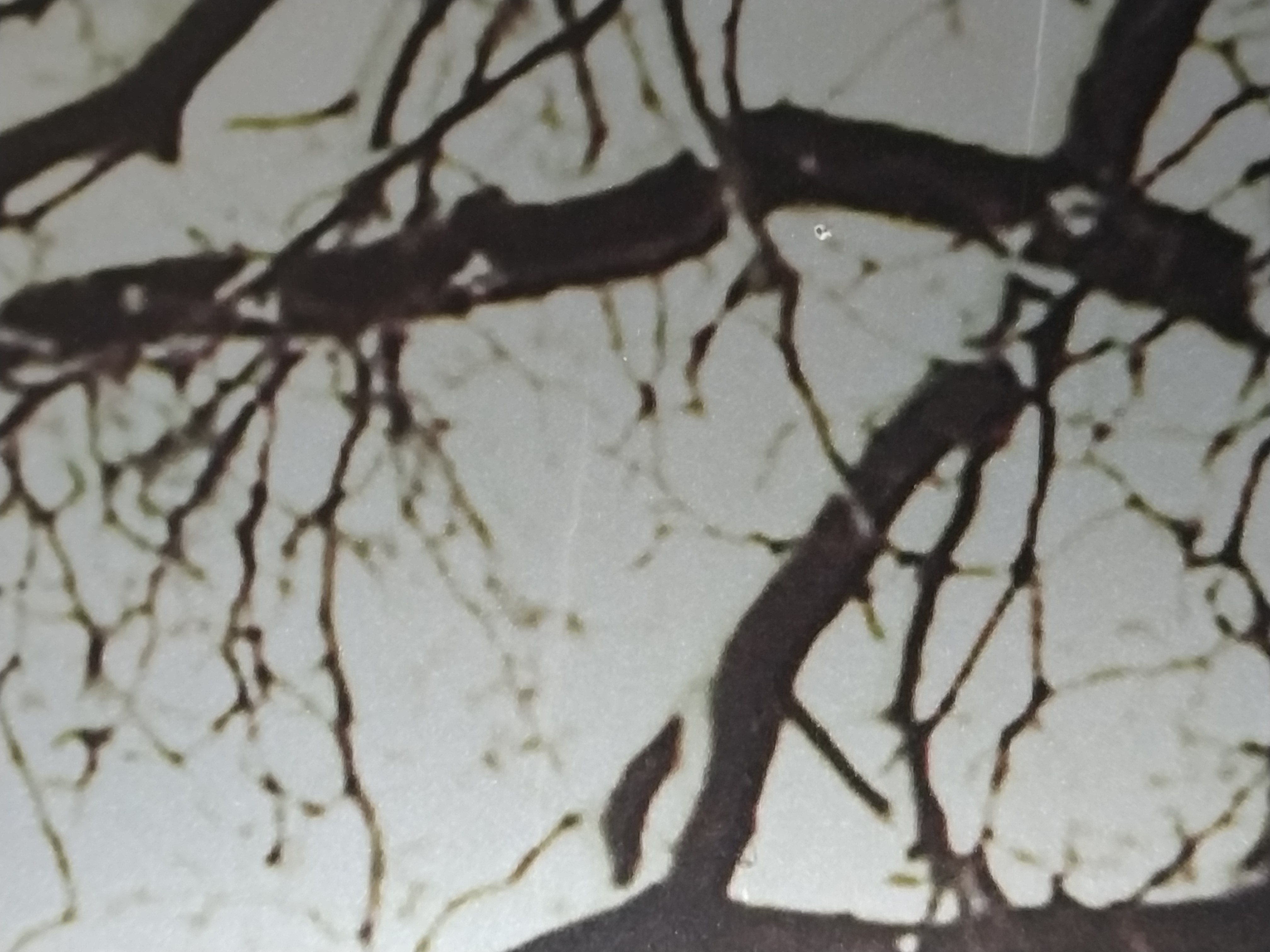 Ramuri de copac autocolant de duș - TenStickers