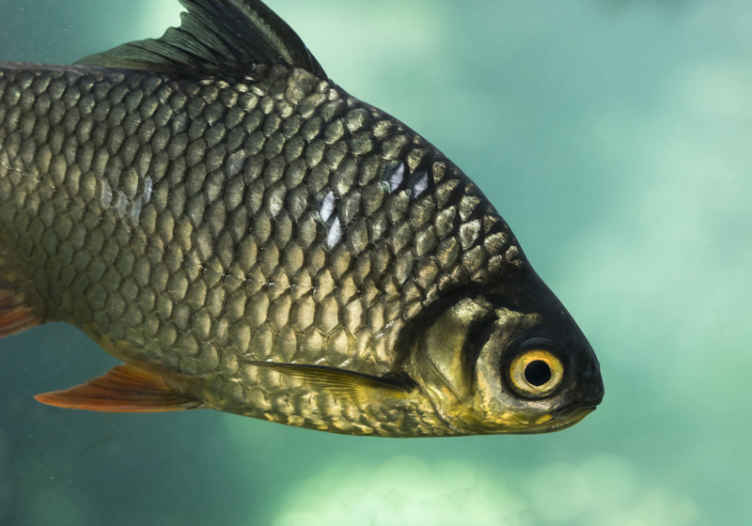 Fotomural animal carpa gigante - TenVinilo