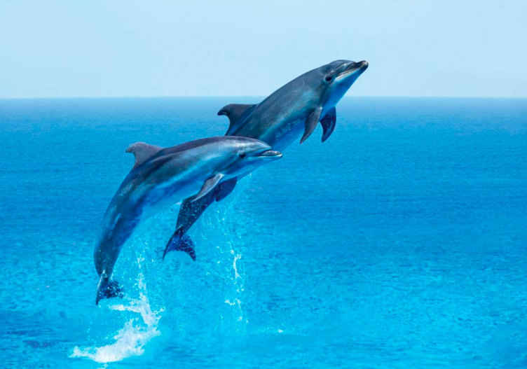 Mural animal Delfines saltando - TenVinilo