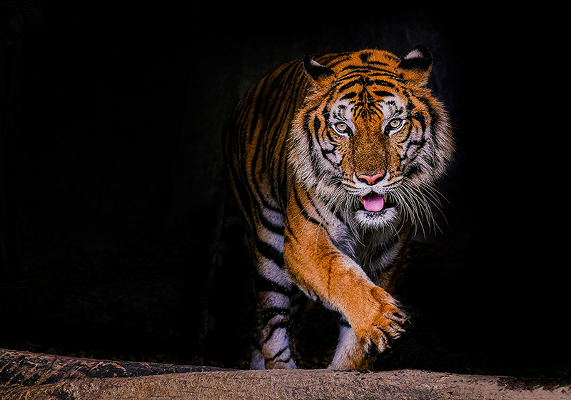 Tiger mural wallpaper - TenStickers