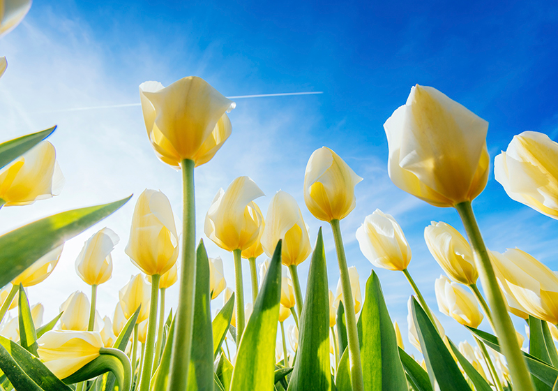 Beyaz lale manzara çiçek duvar resmi - TenStickers