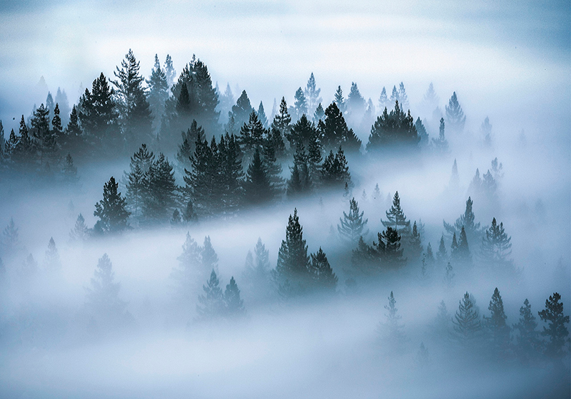 Bosques De Niebla Paisajes Niebla