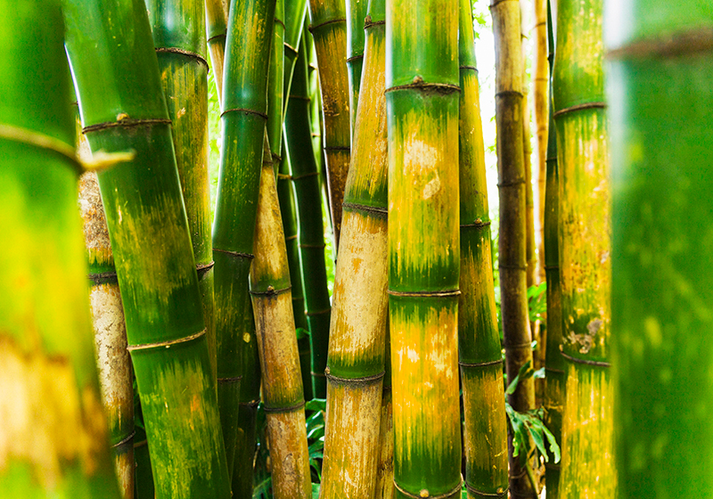 Bambu zen valokuvatapetti - Tenstickers