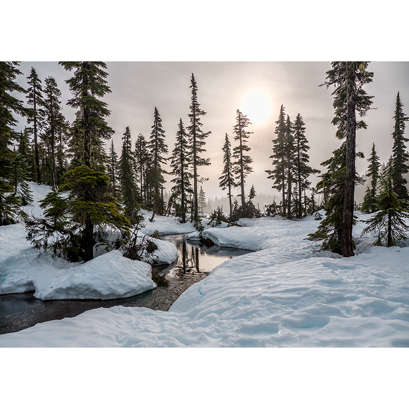 Winter Sunshine Forest Mural Tenstickers