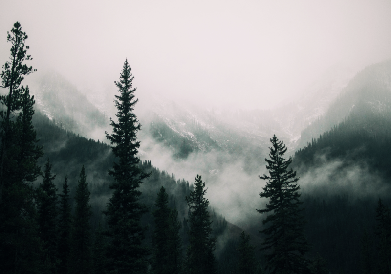 Trees between mountains wall mural - TenStickers