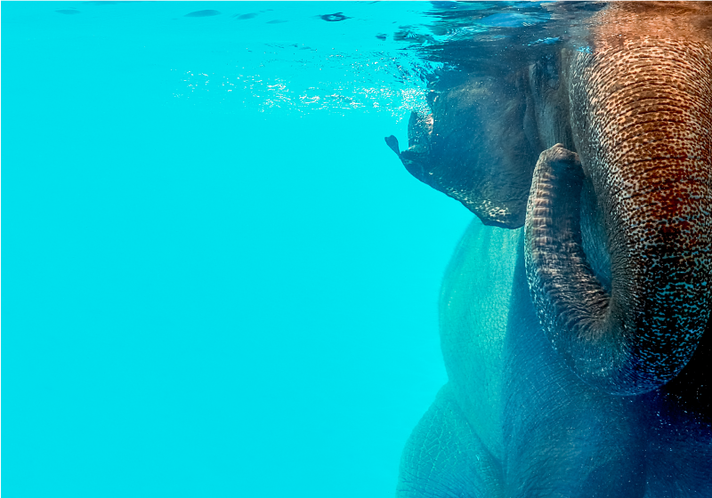 Vardagsrum elefant under havet fototapeta - Tenstickers