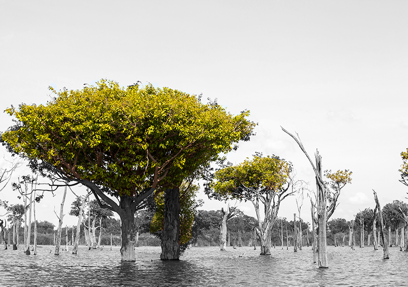 Big dry trees africa wall mural