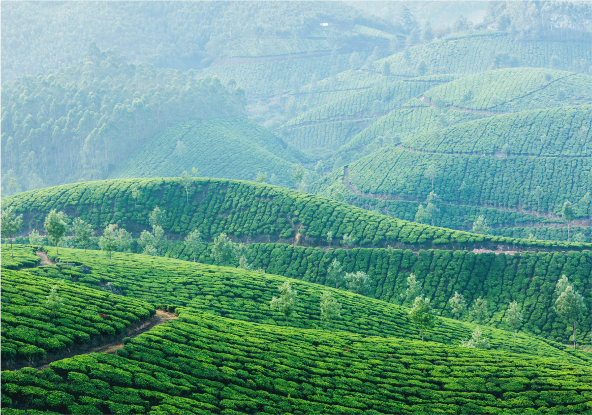 Hint çay tarlası doğa duvar resimleri - TenStickers