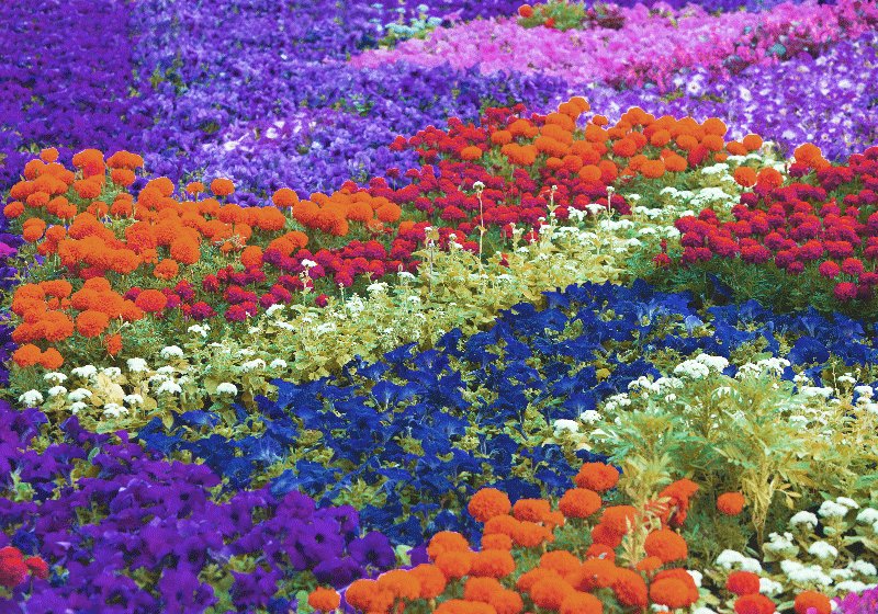 Colorful field wall mural