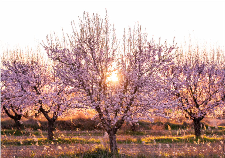 Peisaj roz cu tapet mural cu flori - TenStickers
