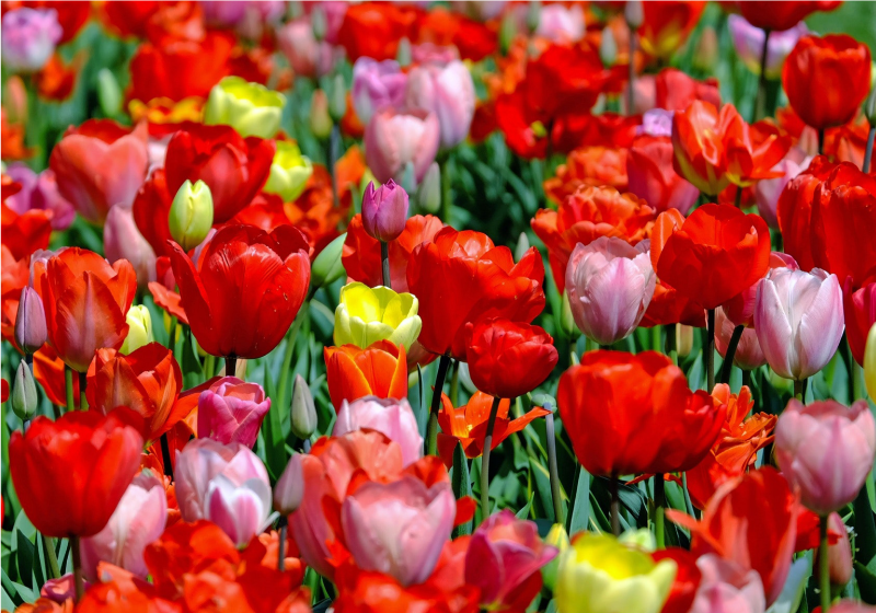 Renkli lale duvar resmi - TenStickers