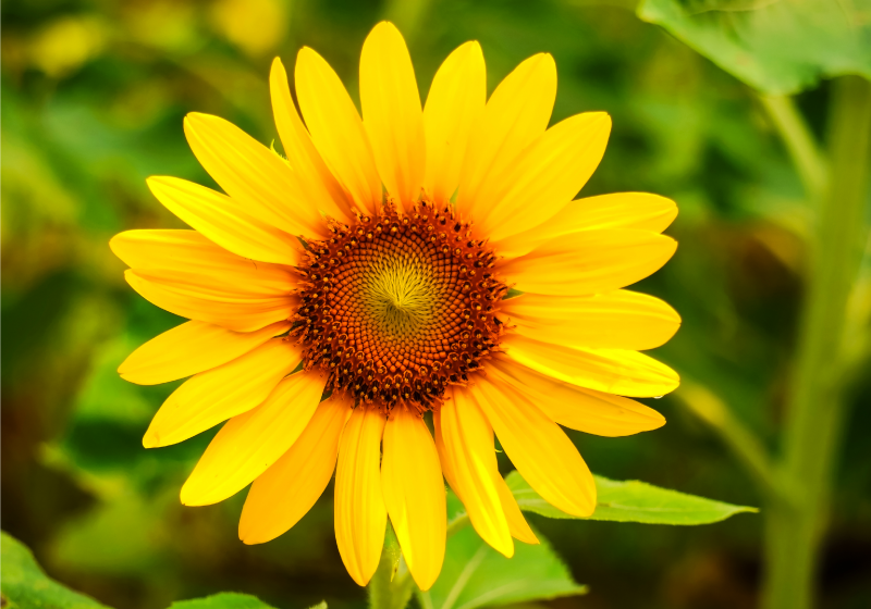 En simpel sol blomst fototapet tapet - TenStickers