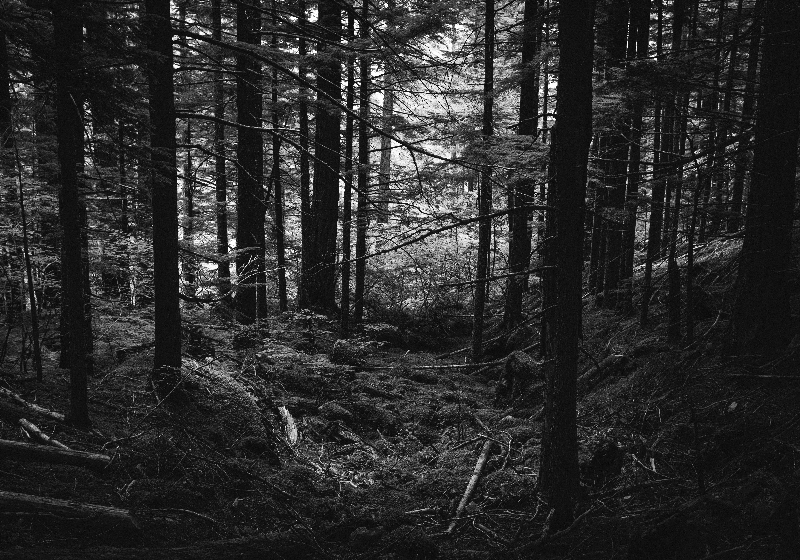 Retro forest landscape living room mural - TenStickers