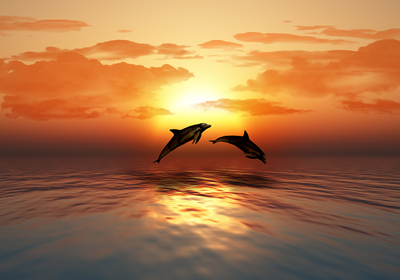 Dolfijnen springen zonsondergang foto behang dieren