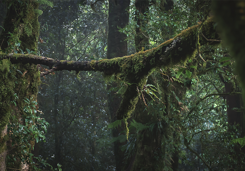 Amazon bitki örtüsü orman duvar kağıdı - TenStickers