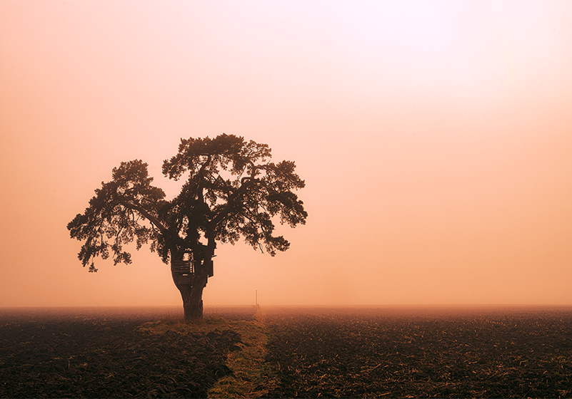 Majestic Tree Silhouette nature wall mural