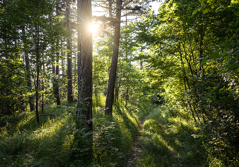 Solig dag i skogen skog tapeter - Tenstickers