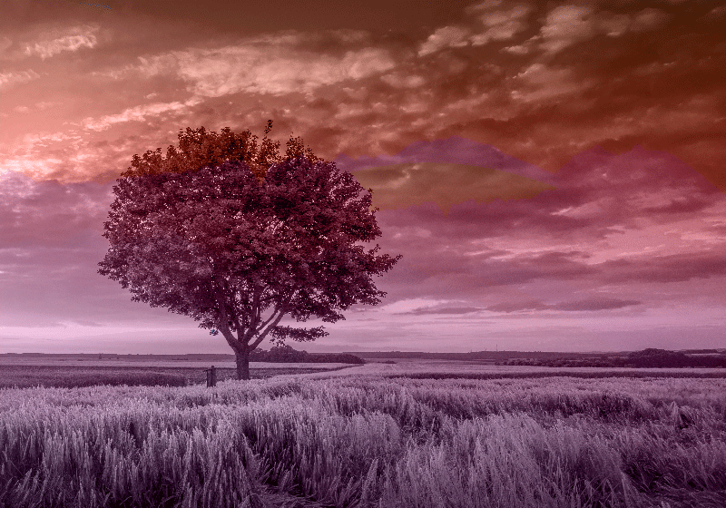 Solitary Tree Silhouette forest wall mural