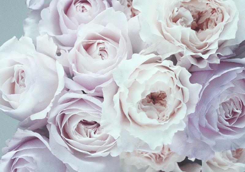 Vliestapete Rosen Elegantes romantisches weiß und pink - TenStickers