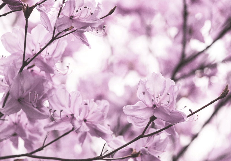 Delicate roze bloesems bloemen foto behang