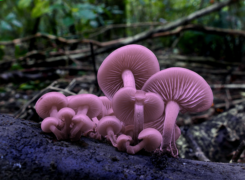 Roza gobe narave fototapeta - TenStickers