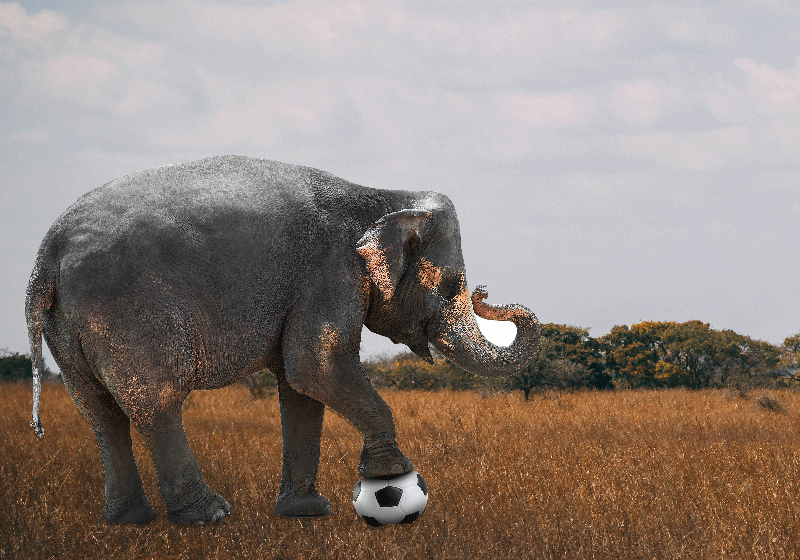 Bebek fil duvar kağıdı oynamak - TenStickers