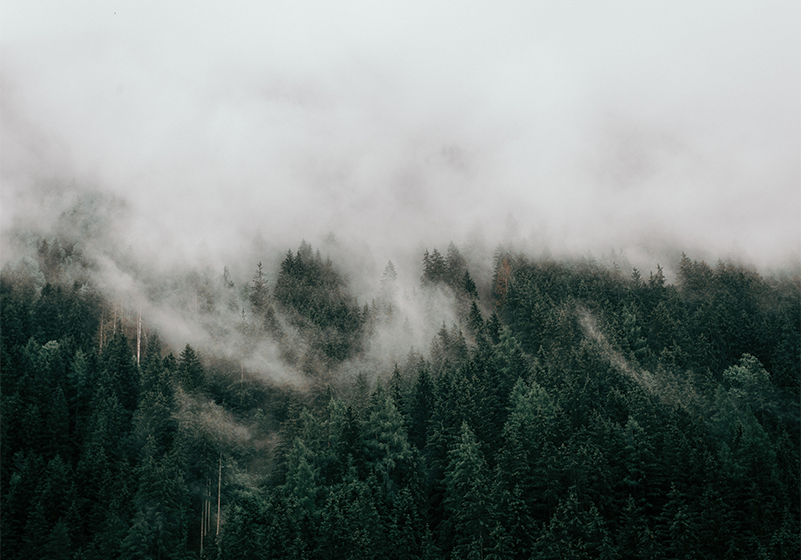 Tapete mit Bäumen Nebelwolken im wald - TenStickers