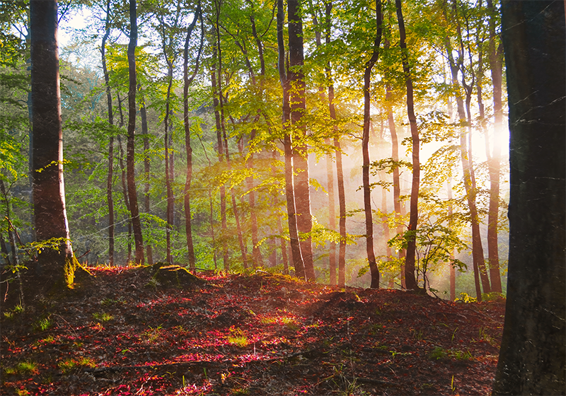 Vakker soloppgang i skog fototapet - Tenstickers