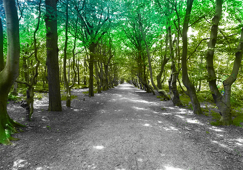 Fotomural bosque Camino forestal verde soleado - TenVinilo