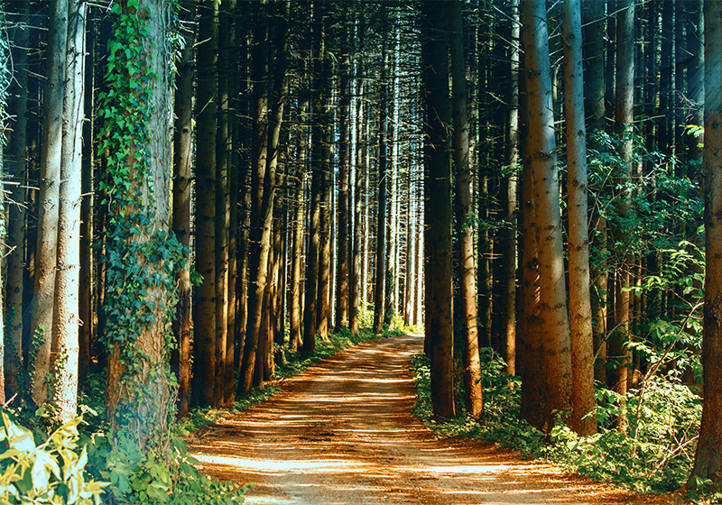 Fototapet frumos copac cale naturală - TenStickers