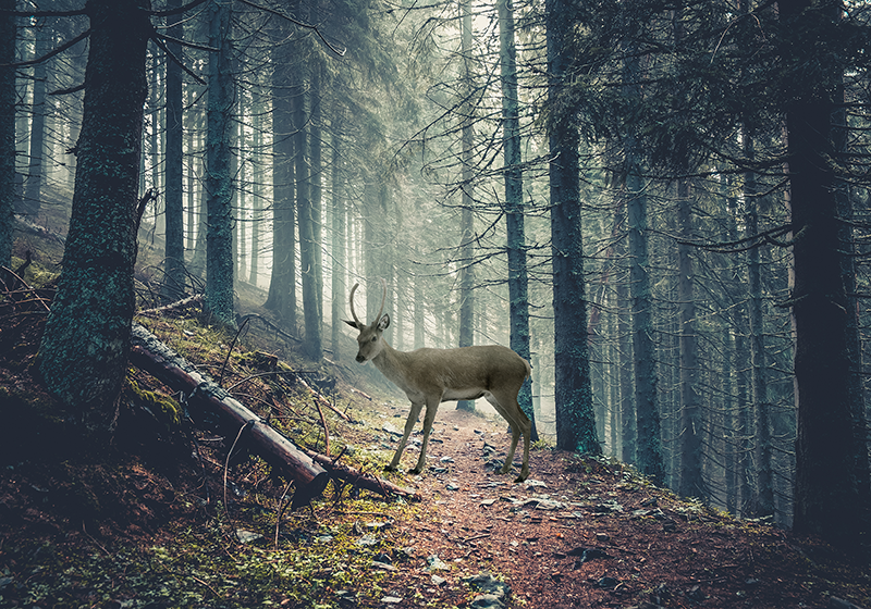 Sti i skogen med en hjort natur fototapet - Tenstickers