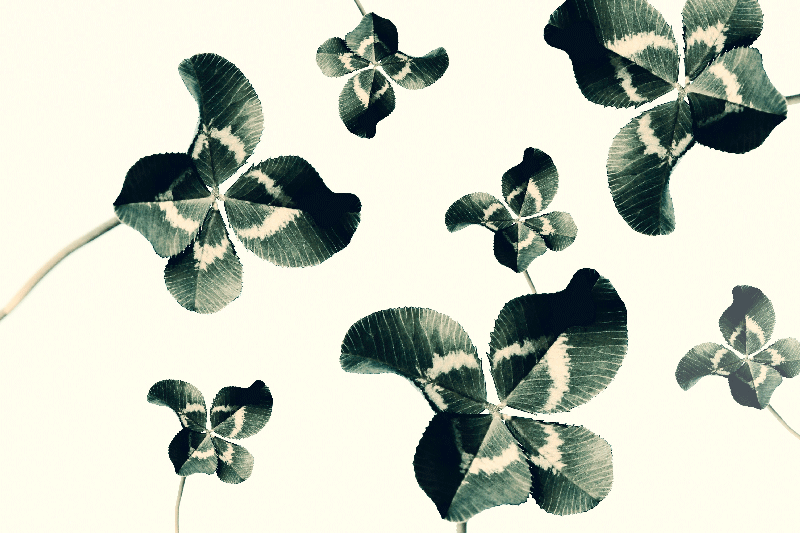 Fotomural de naturaleza Trébol Moderno - TenVinilo