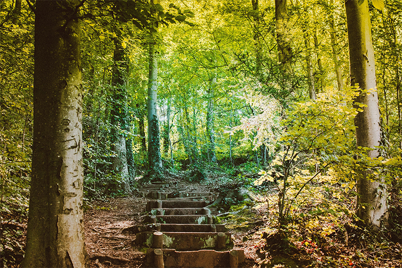 Forest Path Wall Mural - TenStickers