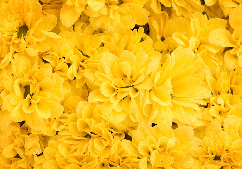 Yellow Flowers wall mural - TenStickers