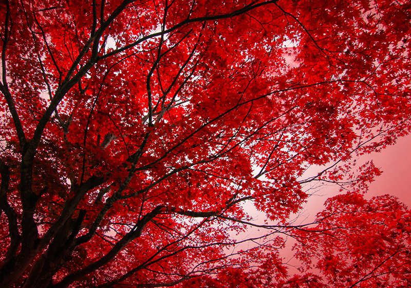 Red Branches Autumnal Tree Wall Mural - TenStickers