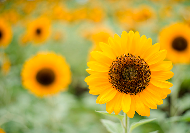 Sunflower Focal Point flower wall mural