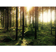 Versteck im Wald Fototapete - TenStickers