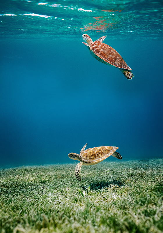 Schildpadden op avontuur poster - TenStickers