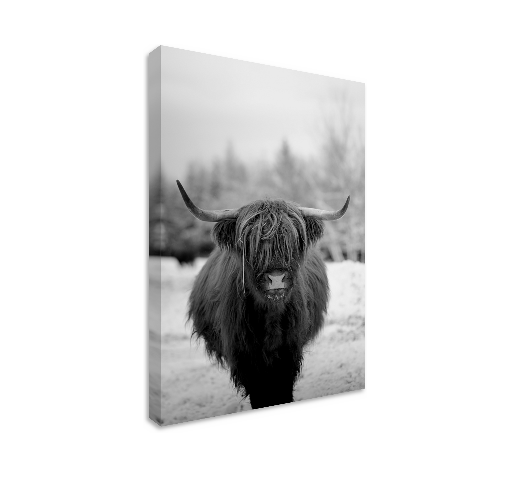 Highland ko dyr lærred - TenStickers