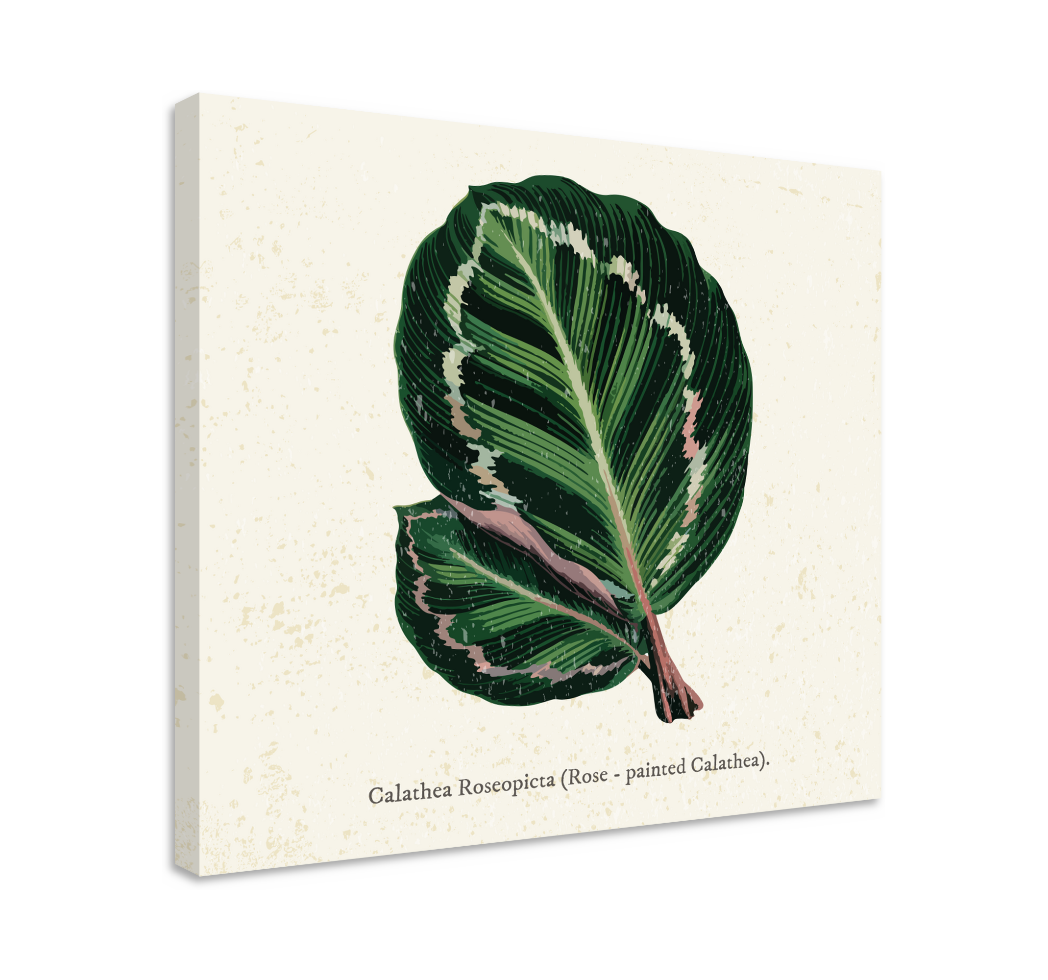 Calathea Leaf Illustration plant canvas art