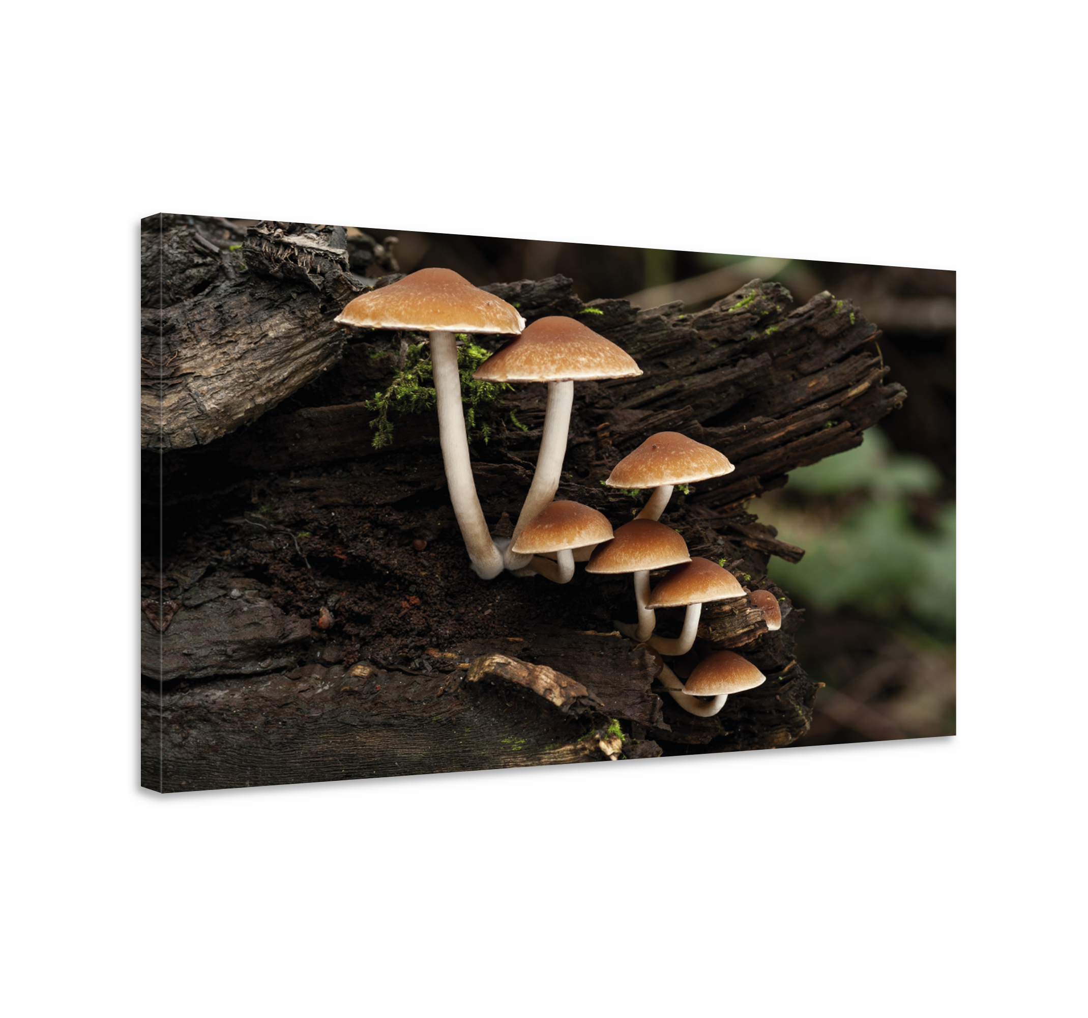 Houby na plátně kmen stromu - TenStickers