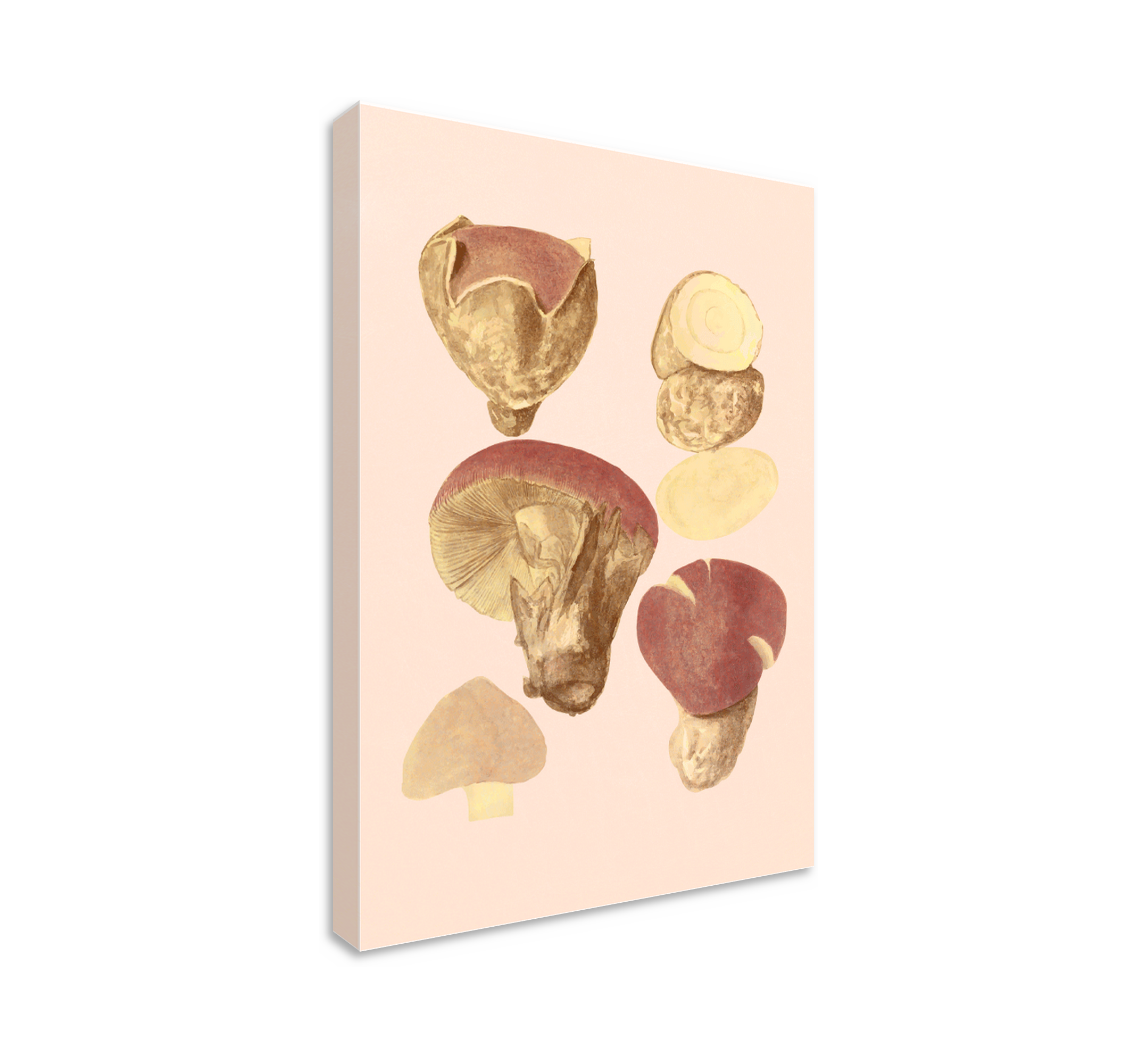 Mushroom Collection Flowers canvas